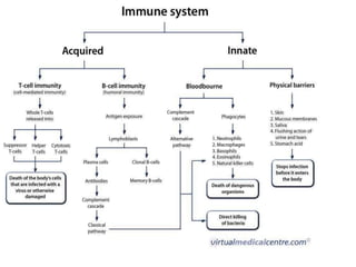 Immune system and immunity ppt by DR.C.P.PRINCE | PPTX