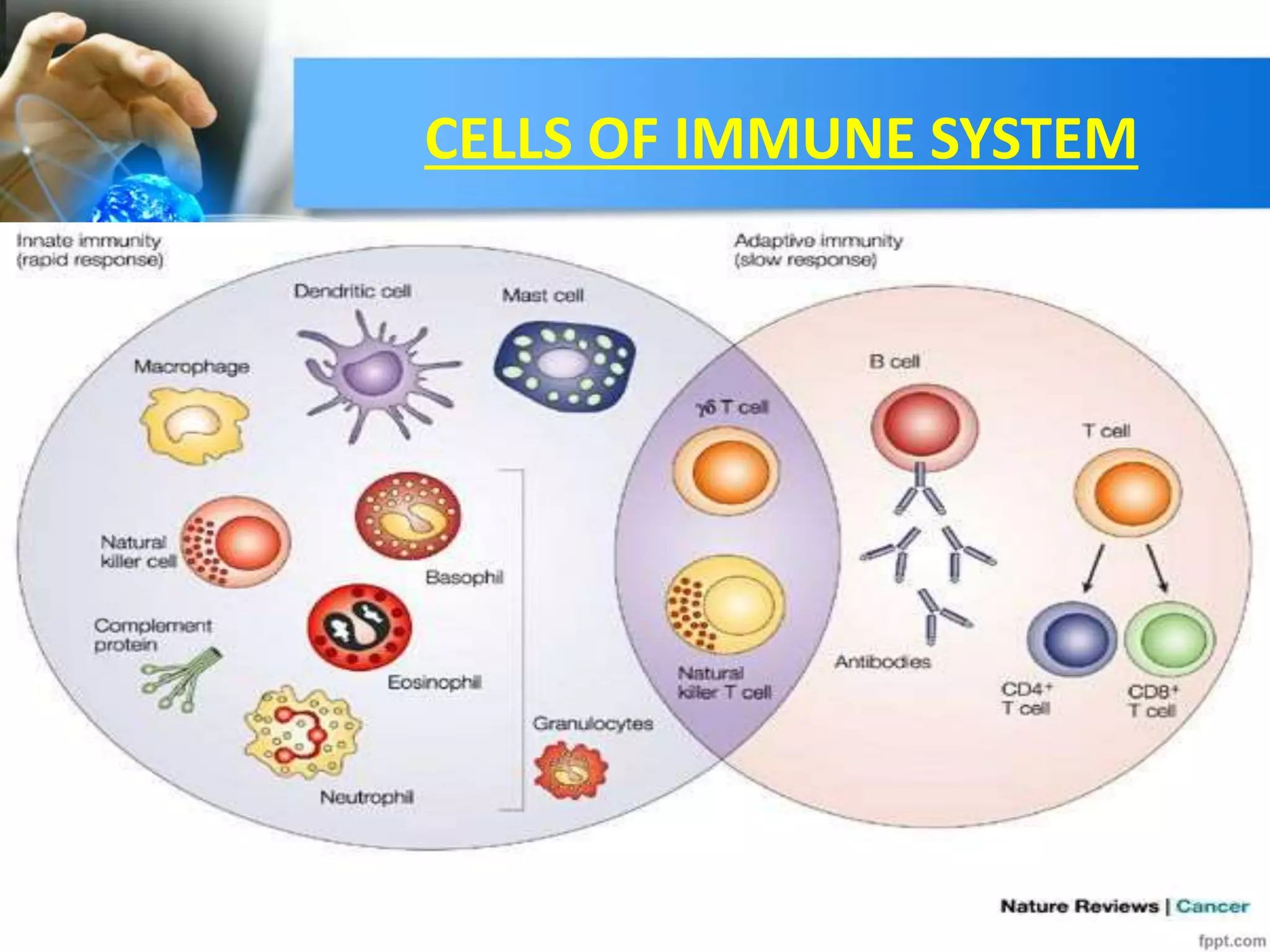 Immune System Disorders Pptx