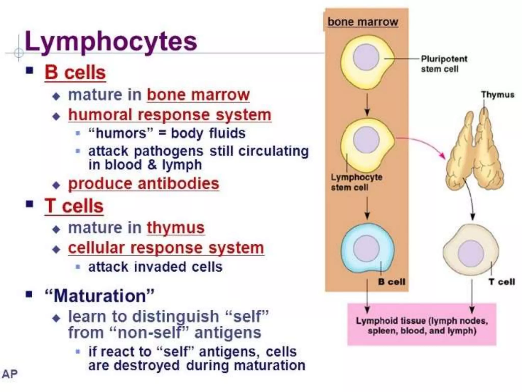 Immune system disorders | PPTX