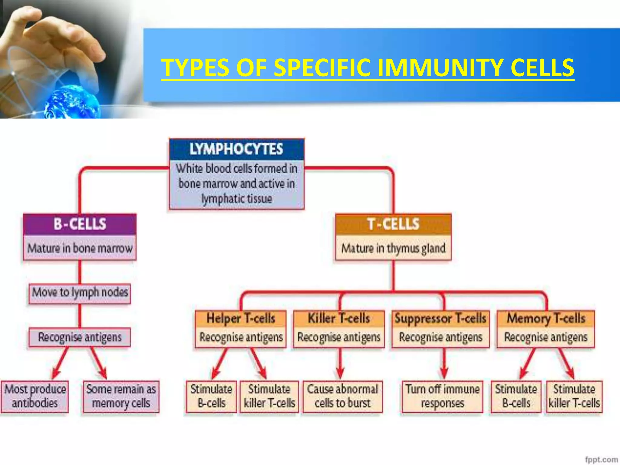 Immune system disorders | PPTX