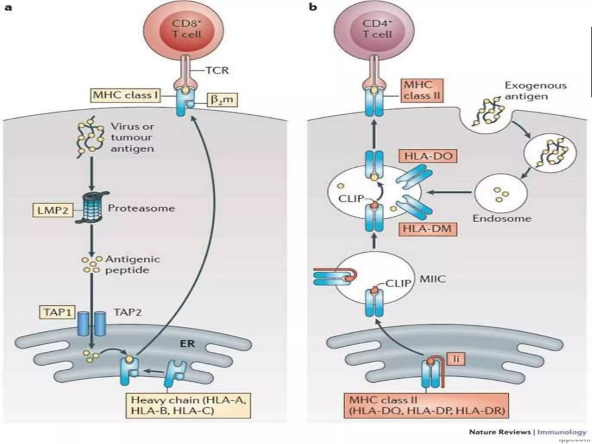 Immune System Disorders Pptx