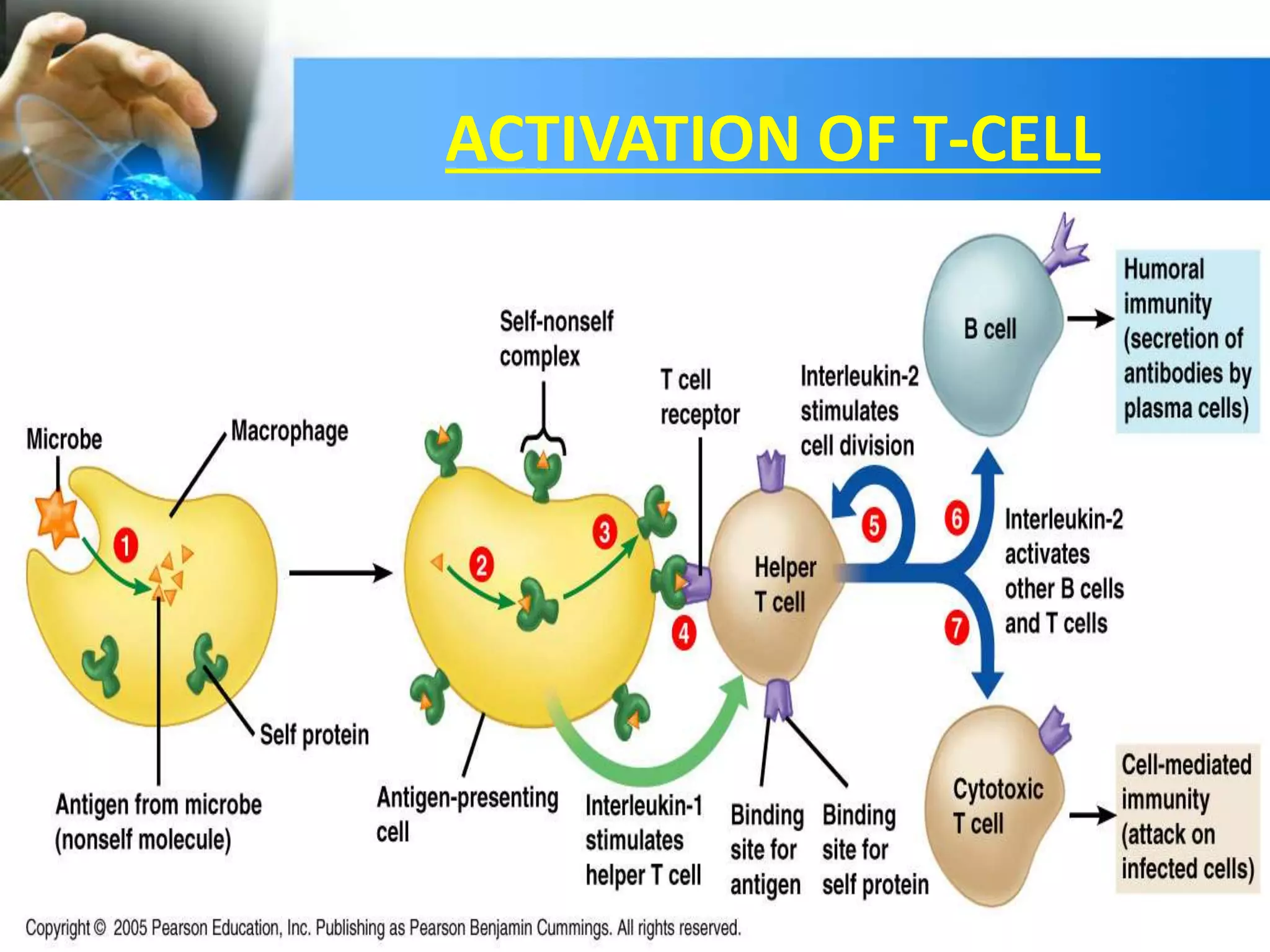 Immune system disorders | PPTX