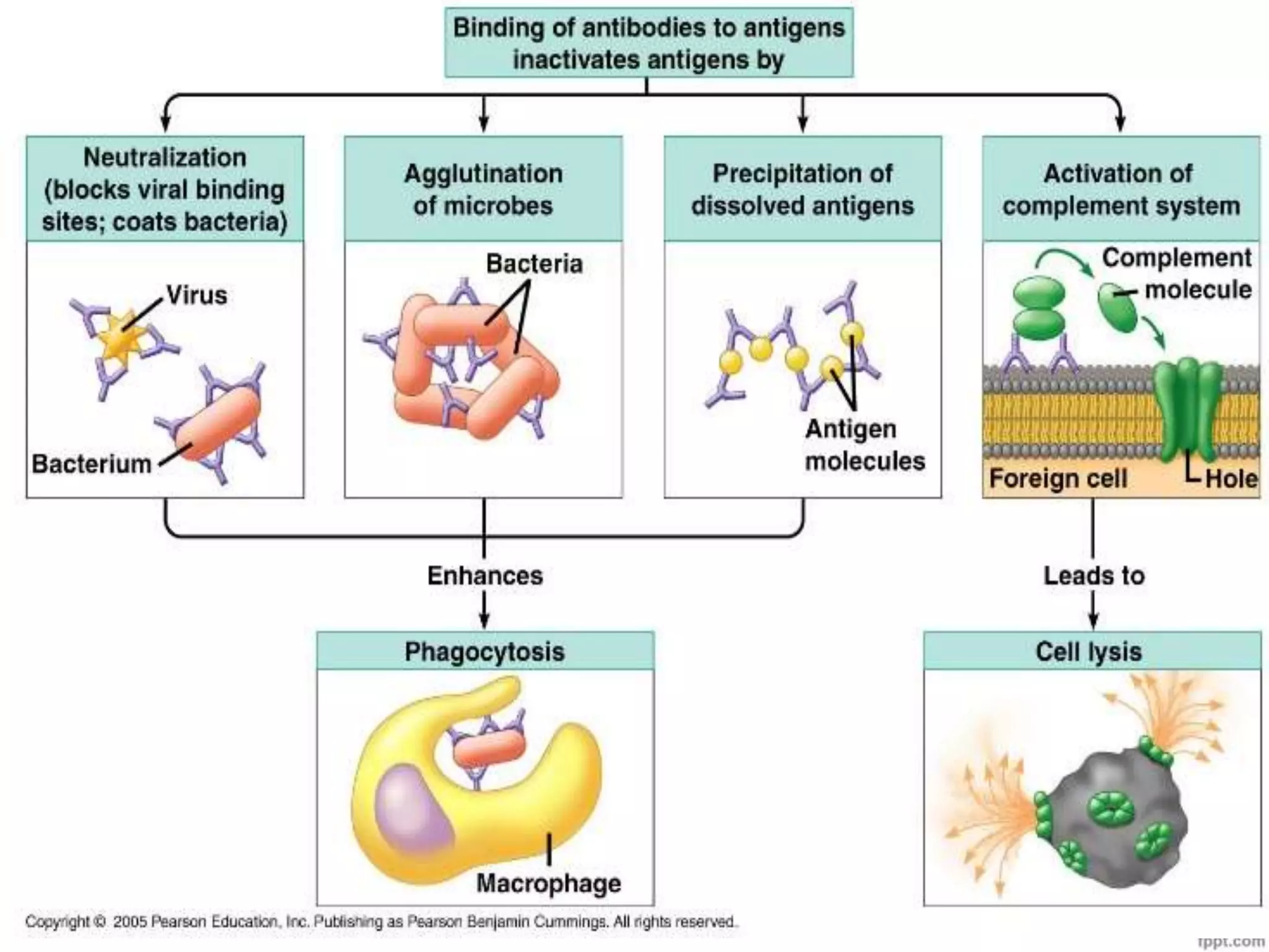 Immune system disorders | PPTX