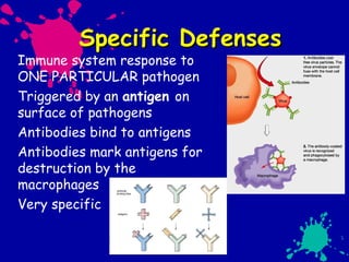 Immune system for moodle | PPT | Infectious Diseases | Diseases and ...