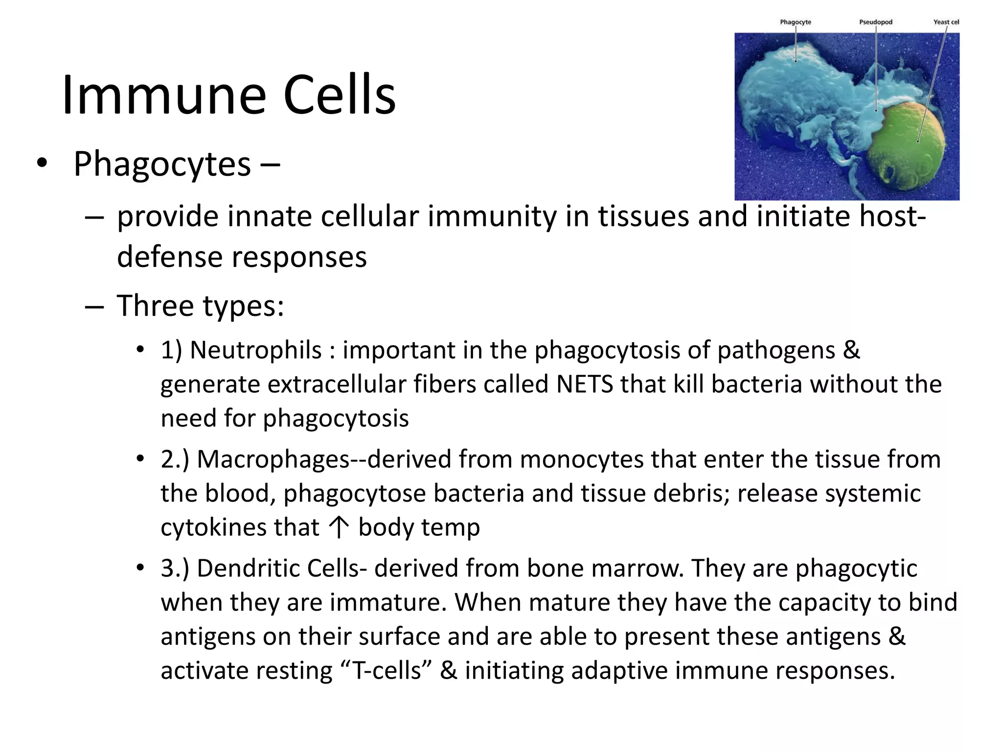 LPN Basic Immune System Overview | PPT