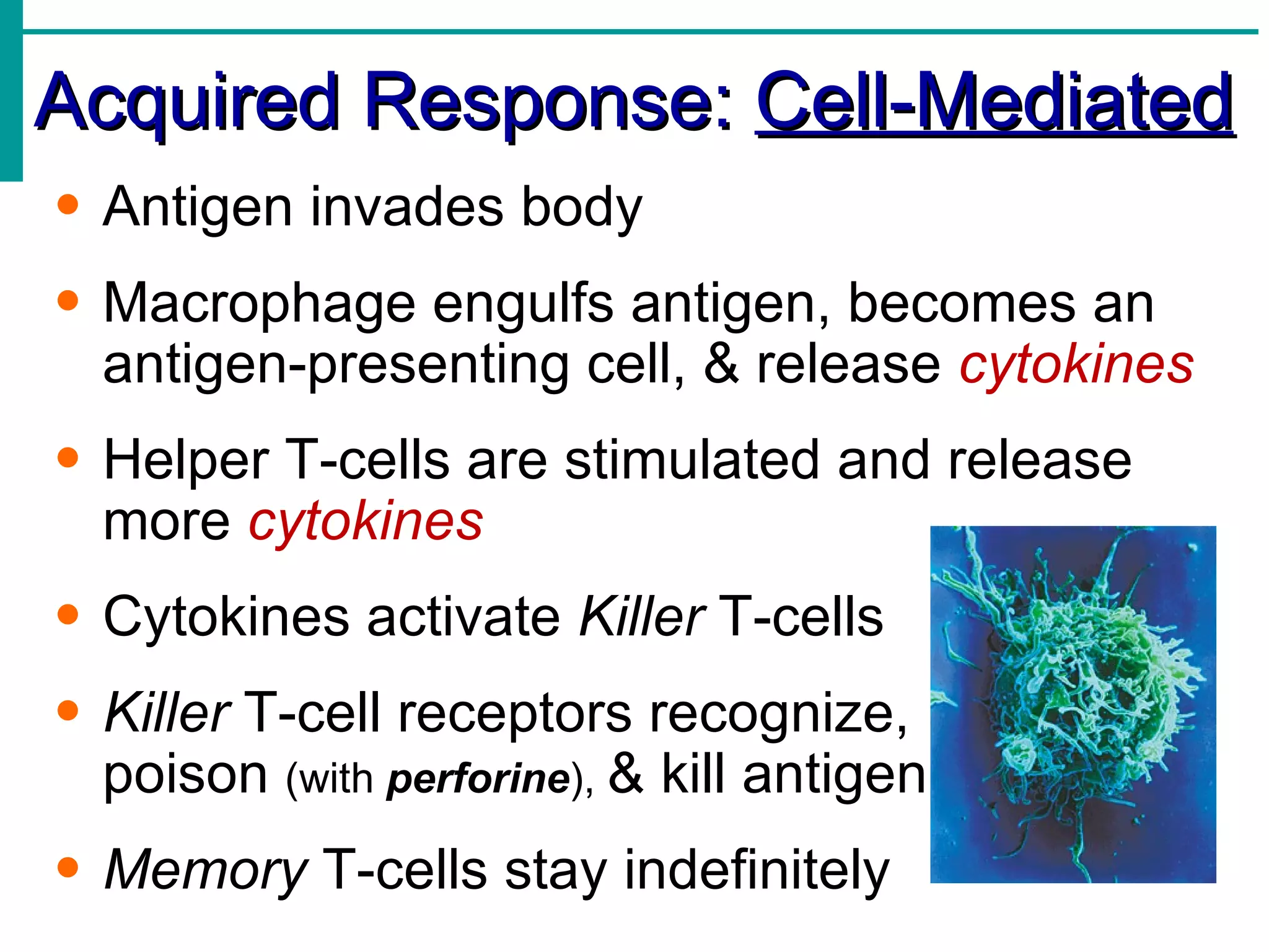 Immune System notes | PPT