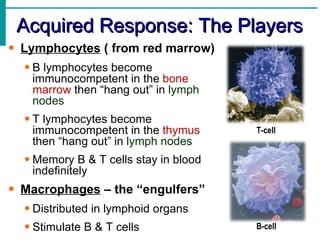 Immune System notes | PPT