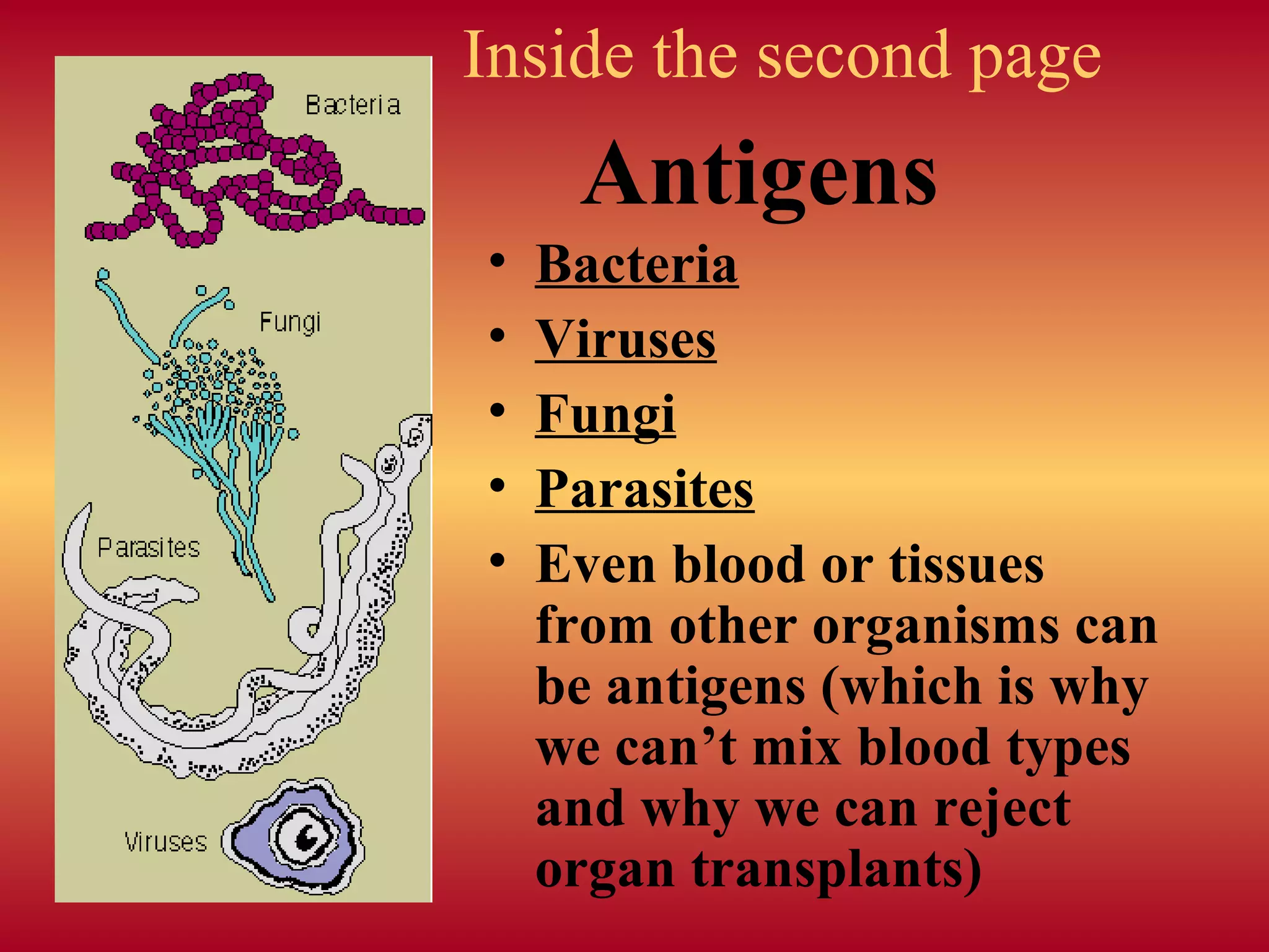 Immune system notes as fold-able for freshmen biology | PPT ...
