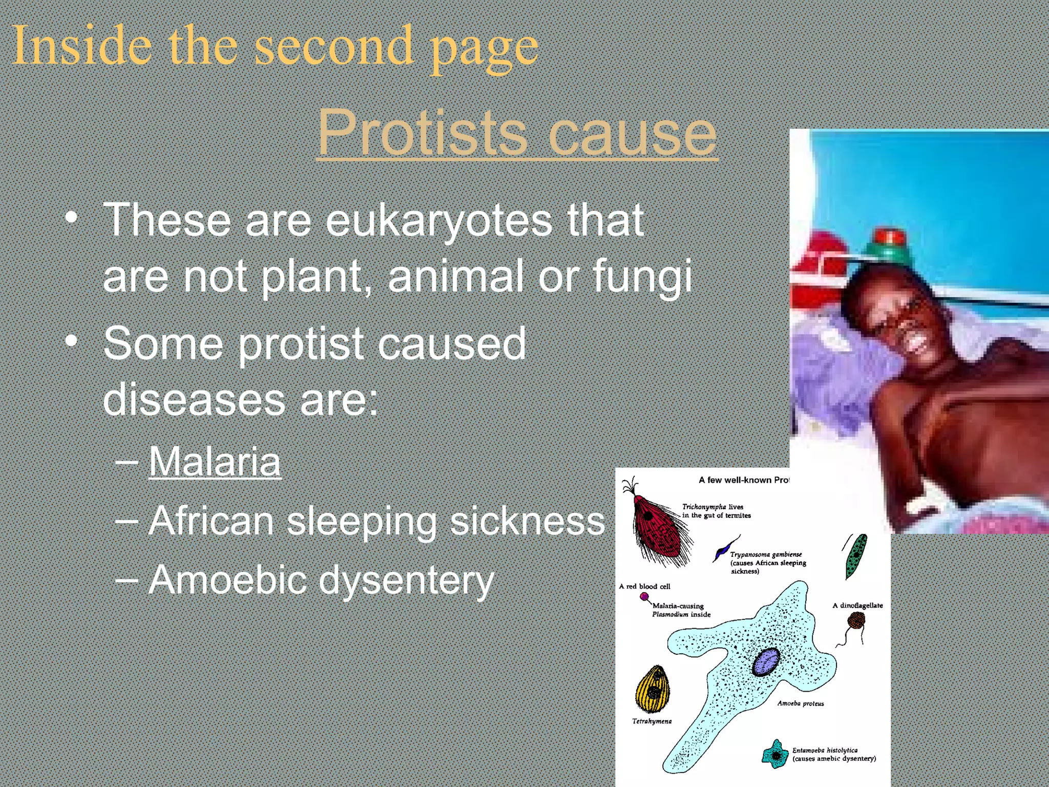 Immune system notes as fold-able for freshmen biology | PPT ...
