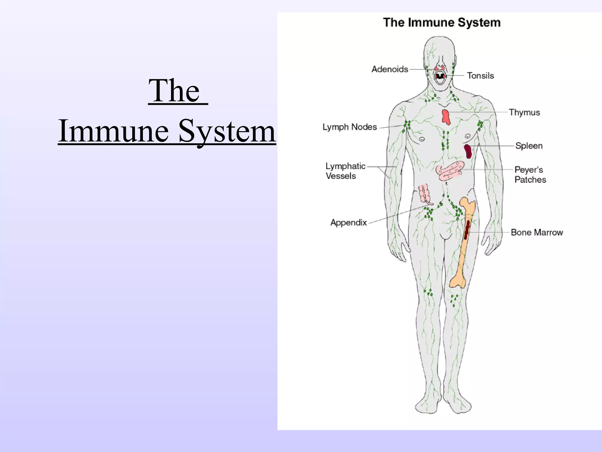 Immune system notes as fold-able for freshmen biology | PPT ...