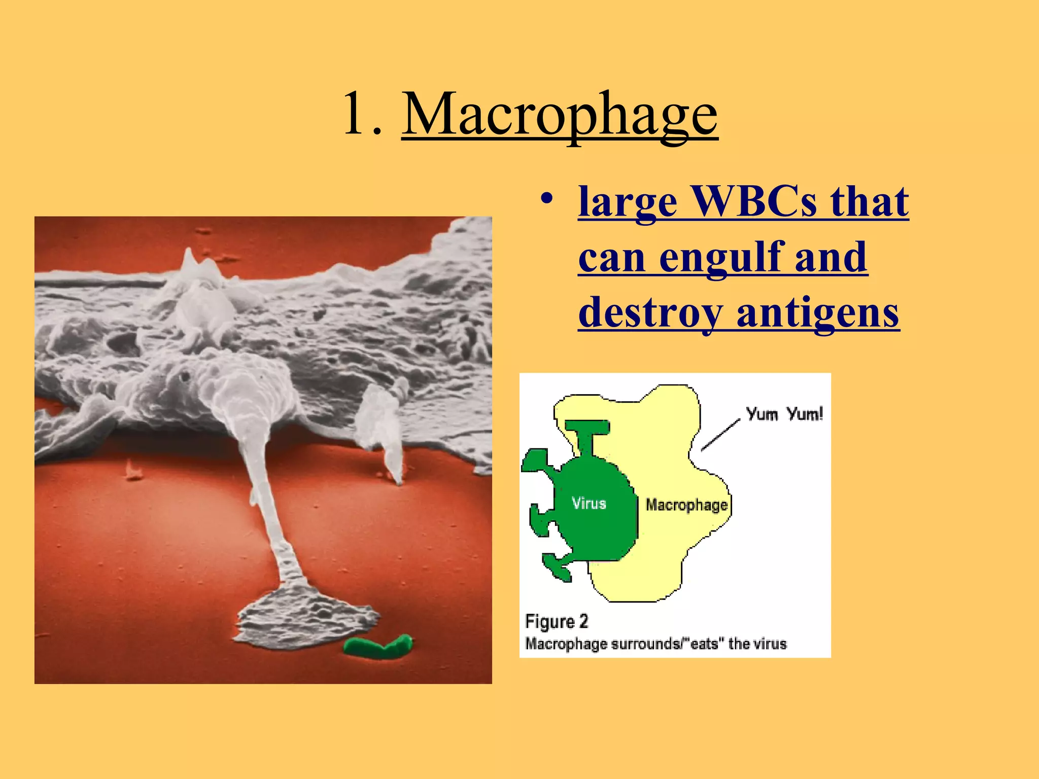 Immune system notes as fold-able for freshmen biology | PPT ...