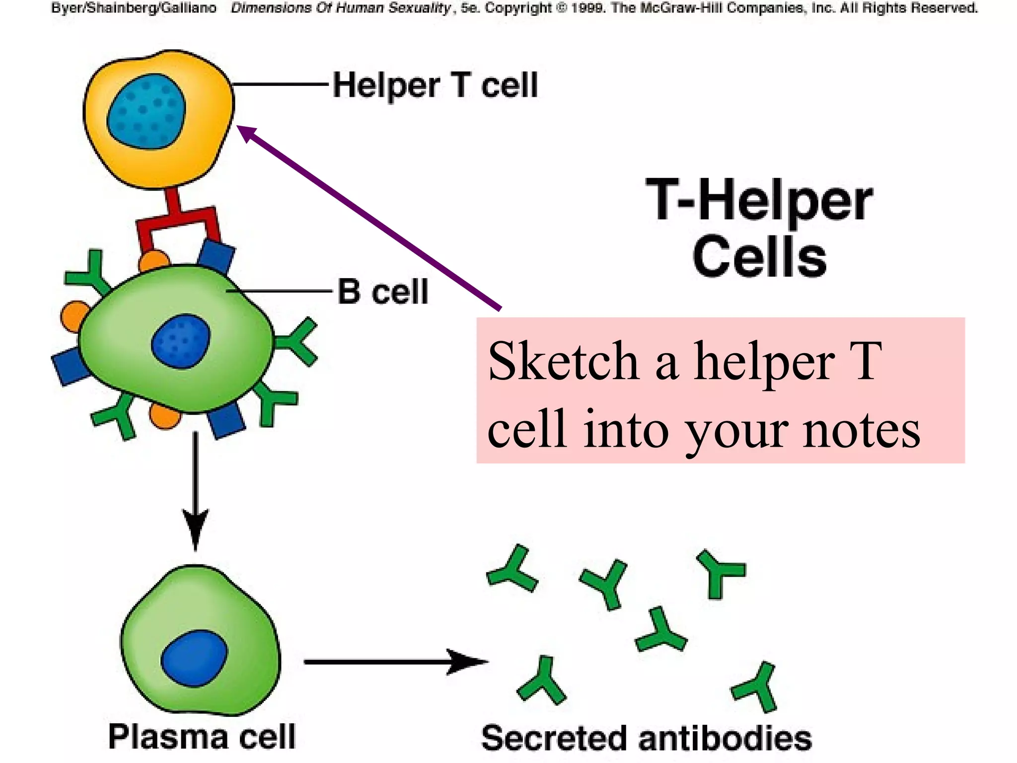 Immune system notes as fold-able for freshmen biology | PPT ...