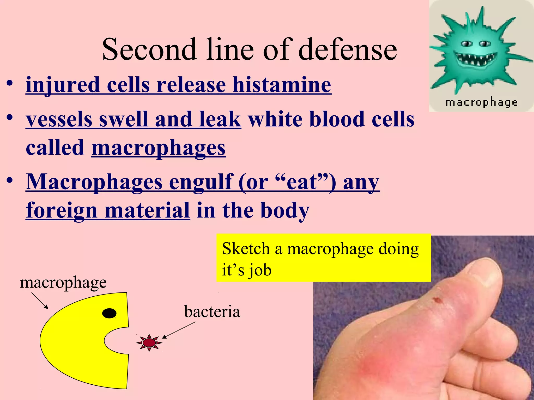 Immune system notes as fold-able for freshmen biology | PPT ...