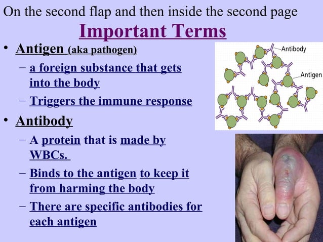 Immune system notes as fold-able for freshmen biology | PPT ...