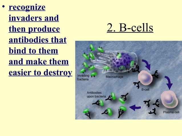 Immune system notes as fold-able for freshmen biology | PPT ...