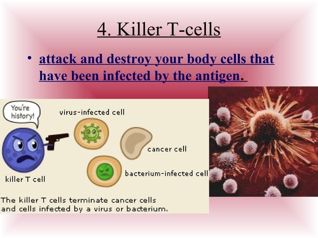 Immune system notes as fold-able for freshmen biology | PPT ...