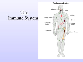 Immune System Diagram Labeled