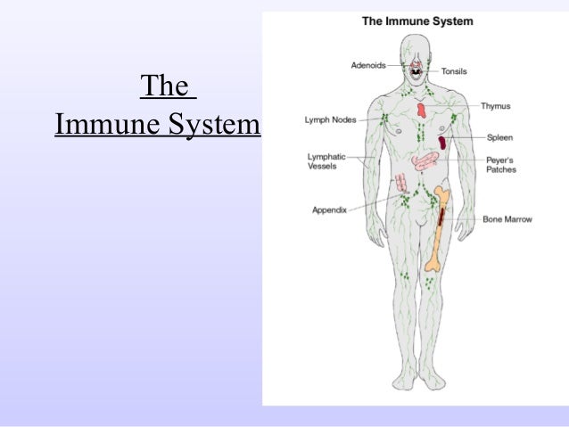Blank Immune System Diagram