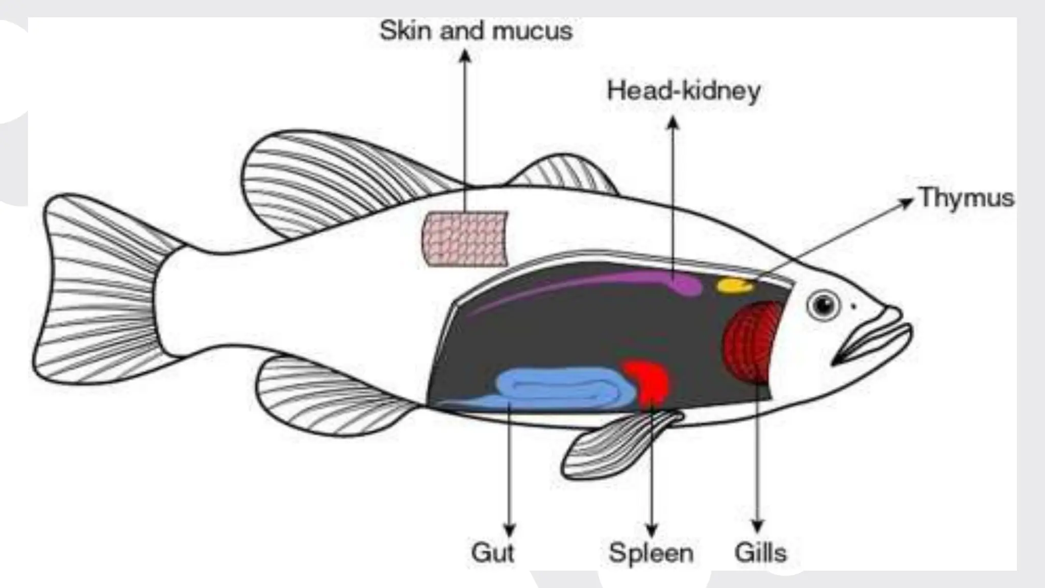 Immune system of fishes by Divya Tarsariya.pptx