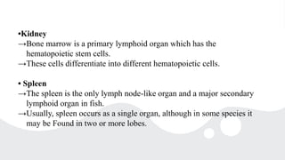 Immune system of fishes by Divya Tarsariya.pptx