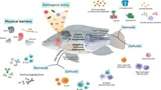 Immune system of fishes by Divya Tarsariya.pptx