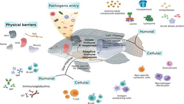 Immune system of fishes by Divya Tarsariya.pptx