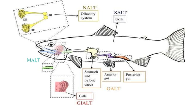 Immune system of fishes by Divya Tarsariya.pptx