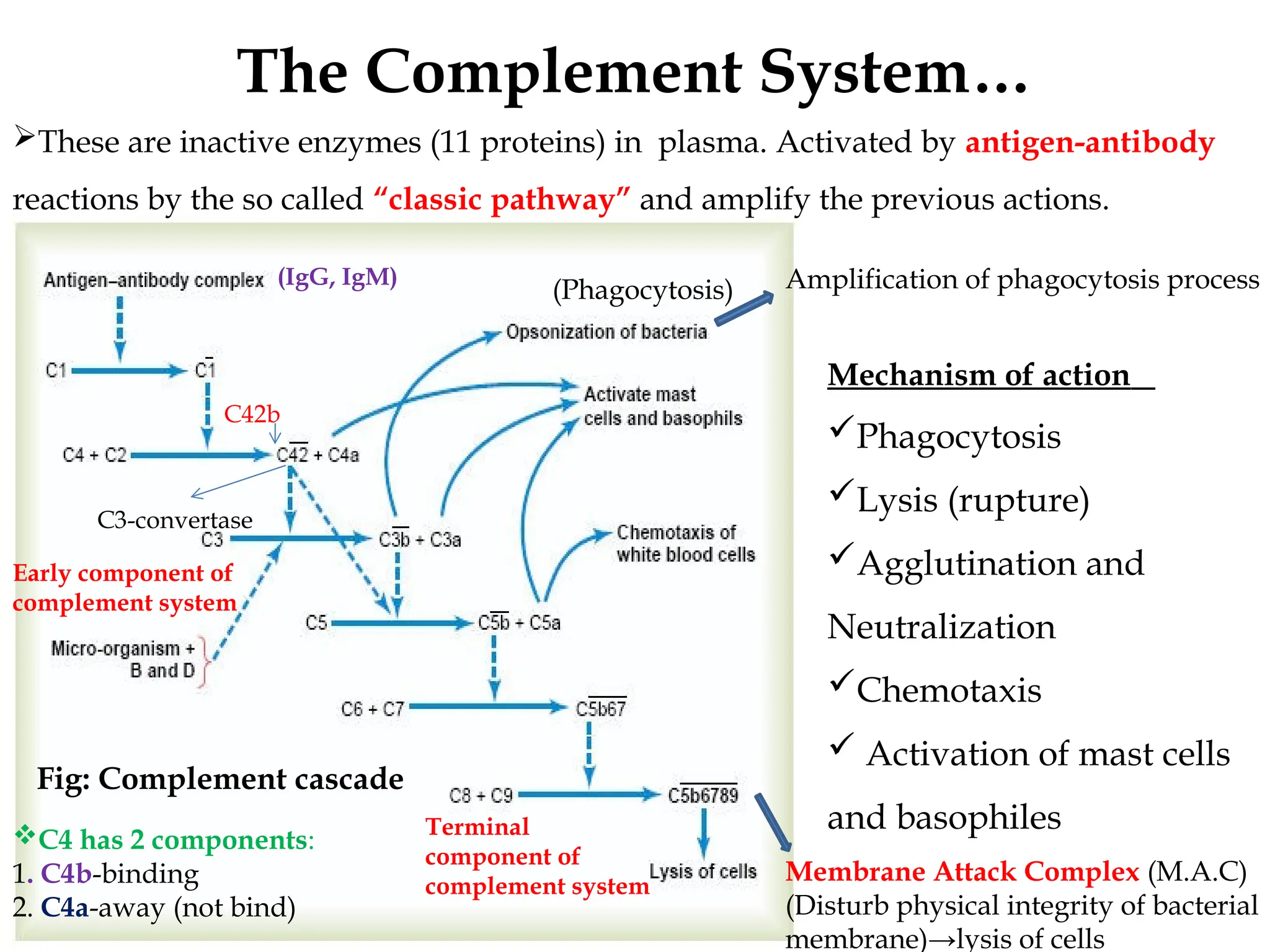 Immune System Ppt Pptx