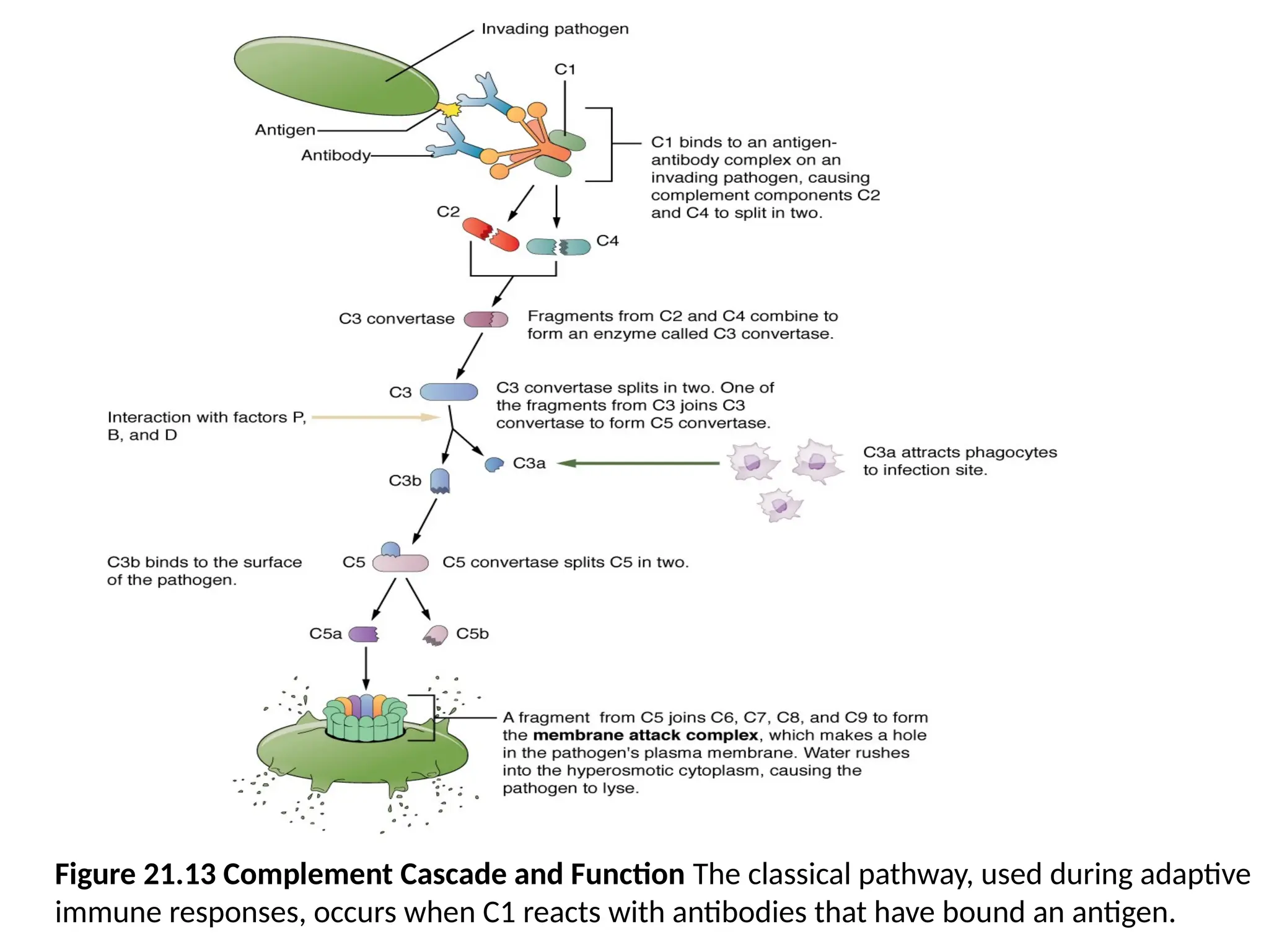 Immune System....................... ppt.pptx