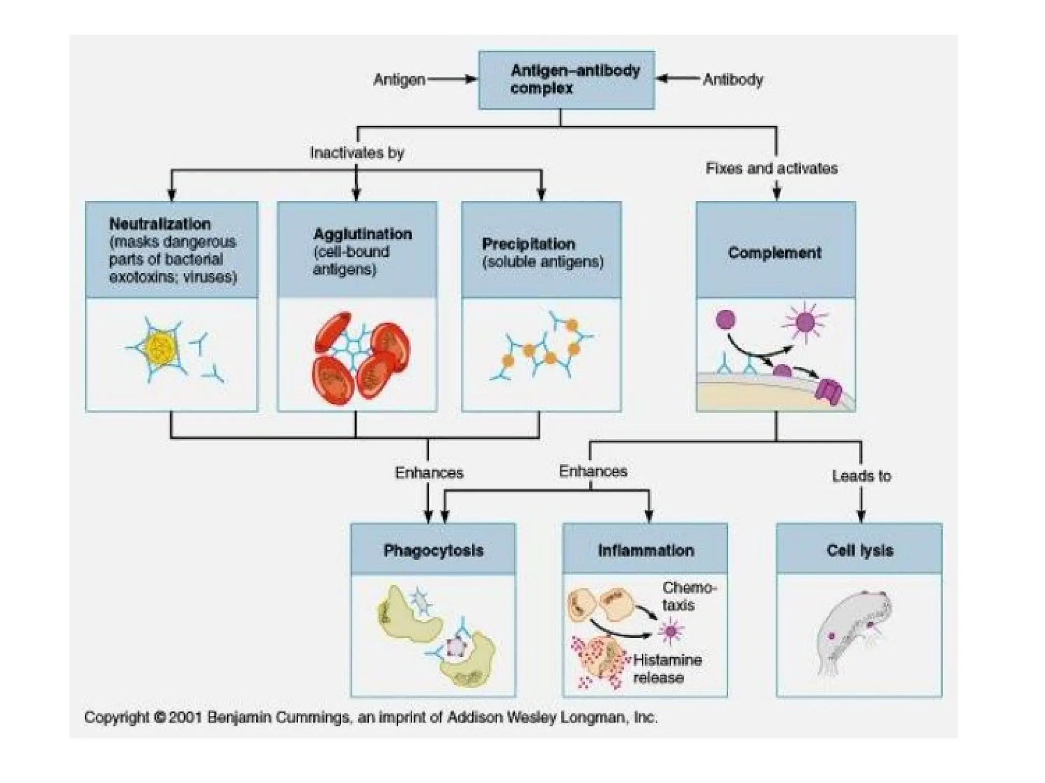 Immune System....................... ppt.pptx