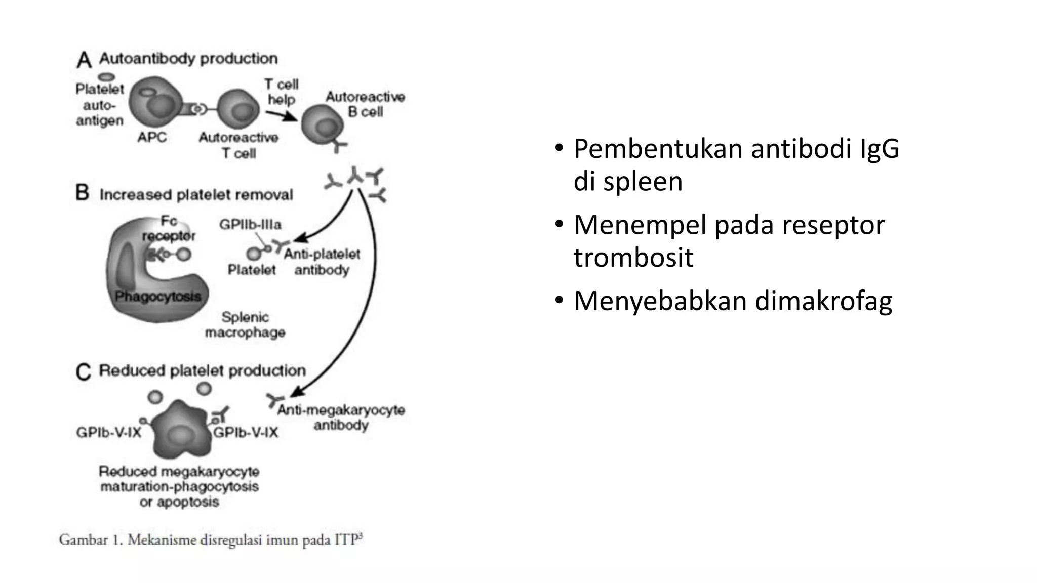 Immune Thrombocytopenic Purpura.pptx