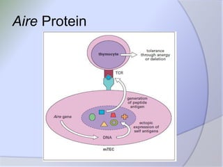 Immune tolerance | PPTX