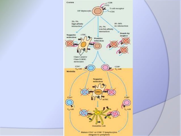 Immune tolerance | PPTX | Genetics | Science