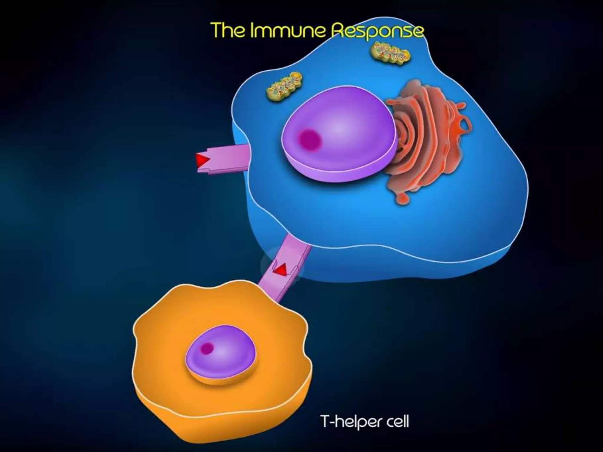 Immune tolerance | PPTX