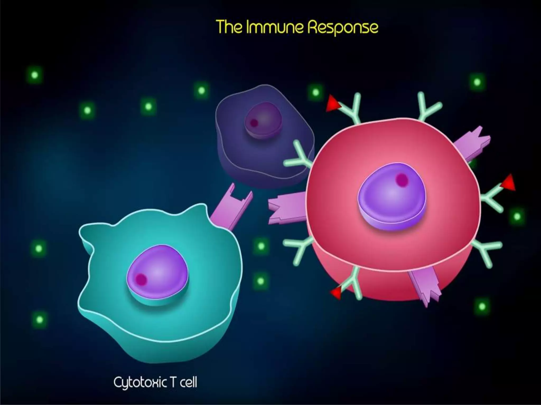 Immune tolerance | PPTX