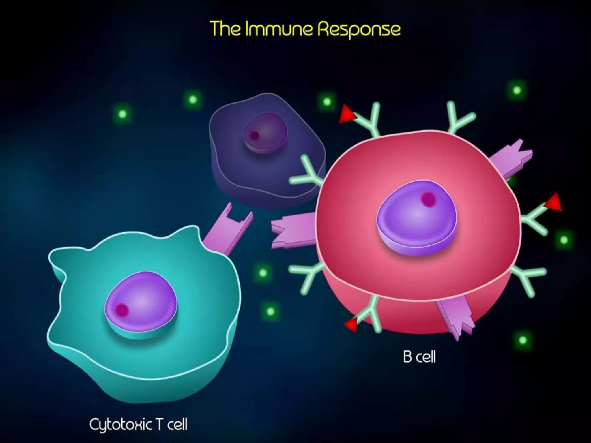 Immune tolerance | PPTX