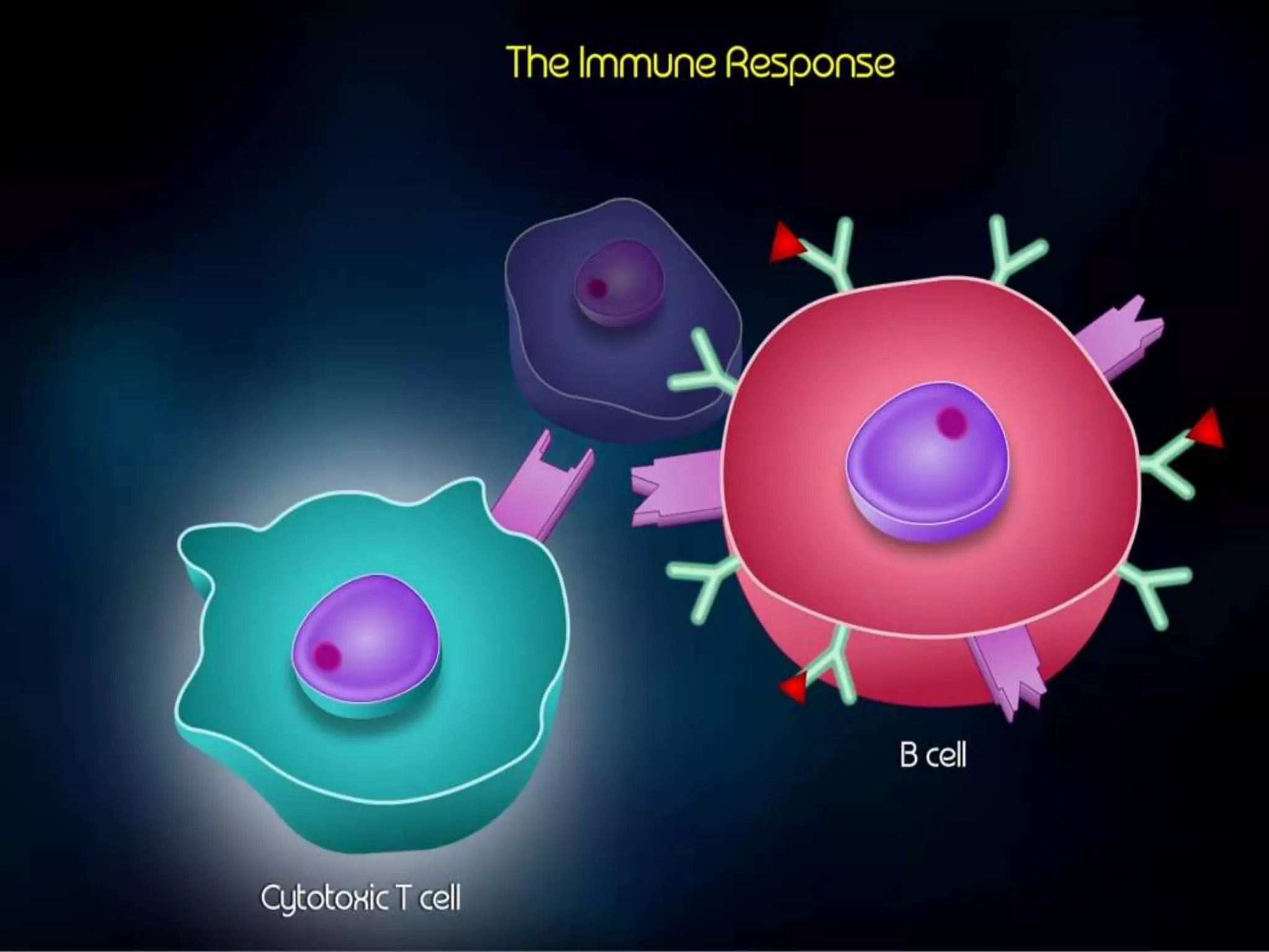 Immune tolerance | PPTX