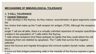 Immune tolerance CORRECTED.pptx | Endocrine and Metabolic Diseases ...