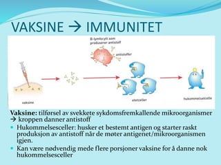 Immunforsvaret | PPTX