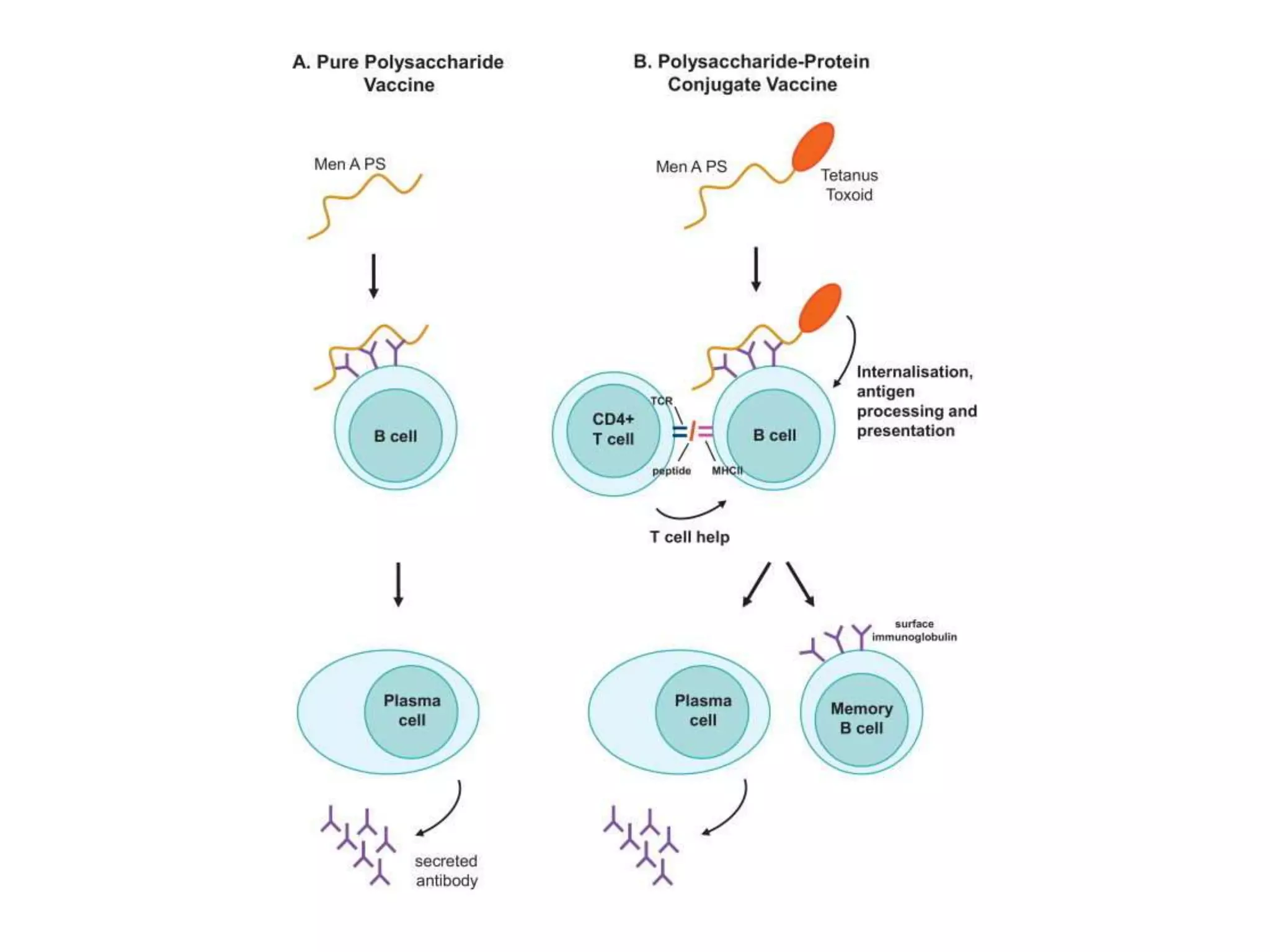 Immunising agents | PPTX