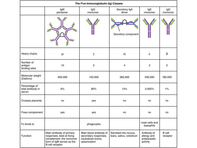 Immunising agents | PPTX | Infectious Diseases | Diseases and Conditions
