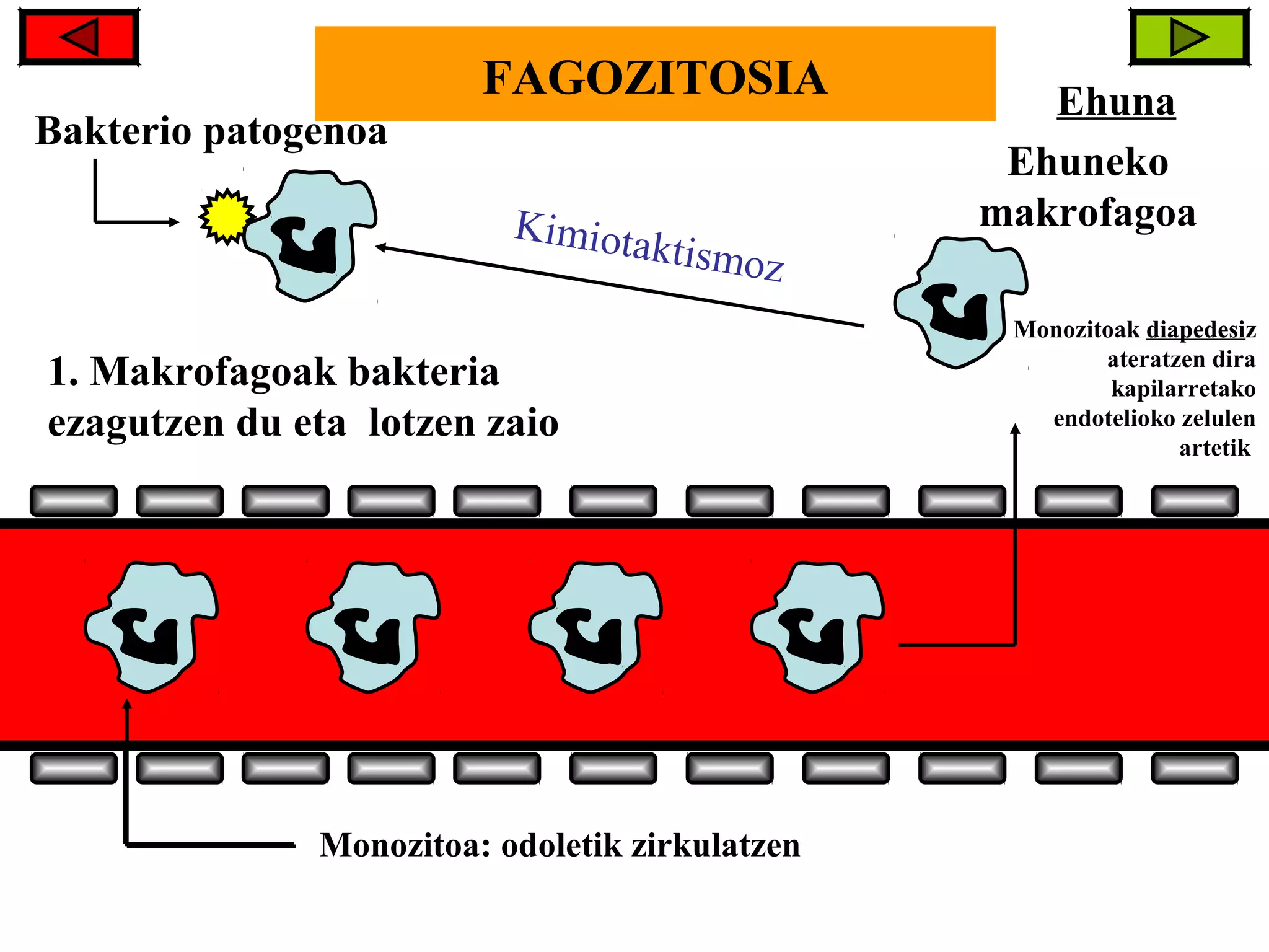 Immunitate sistema | PPT