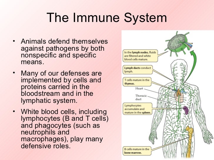 Immunity 1