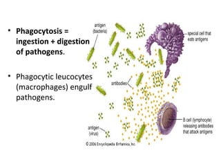 Immunity | PPT