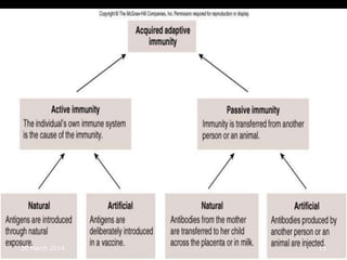 Classification of Immunity | PPT