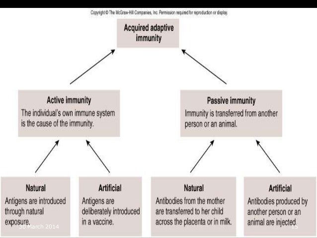 Classification of Immunity