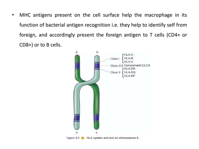 Immunity and its cells, HLA and transplant rejection | PPTX