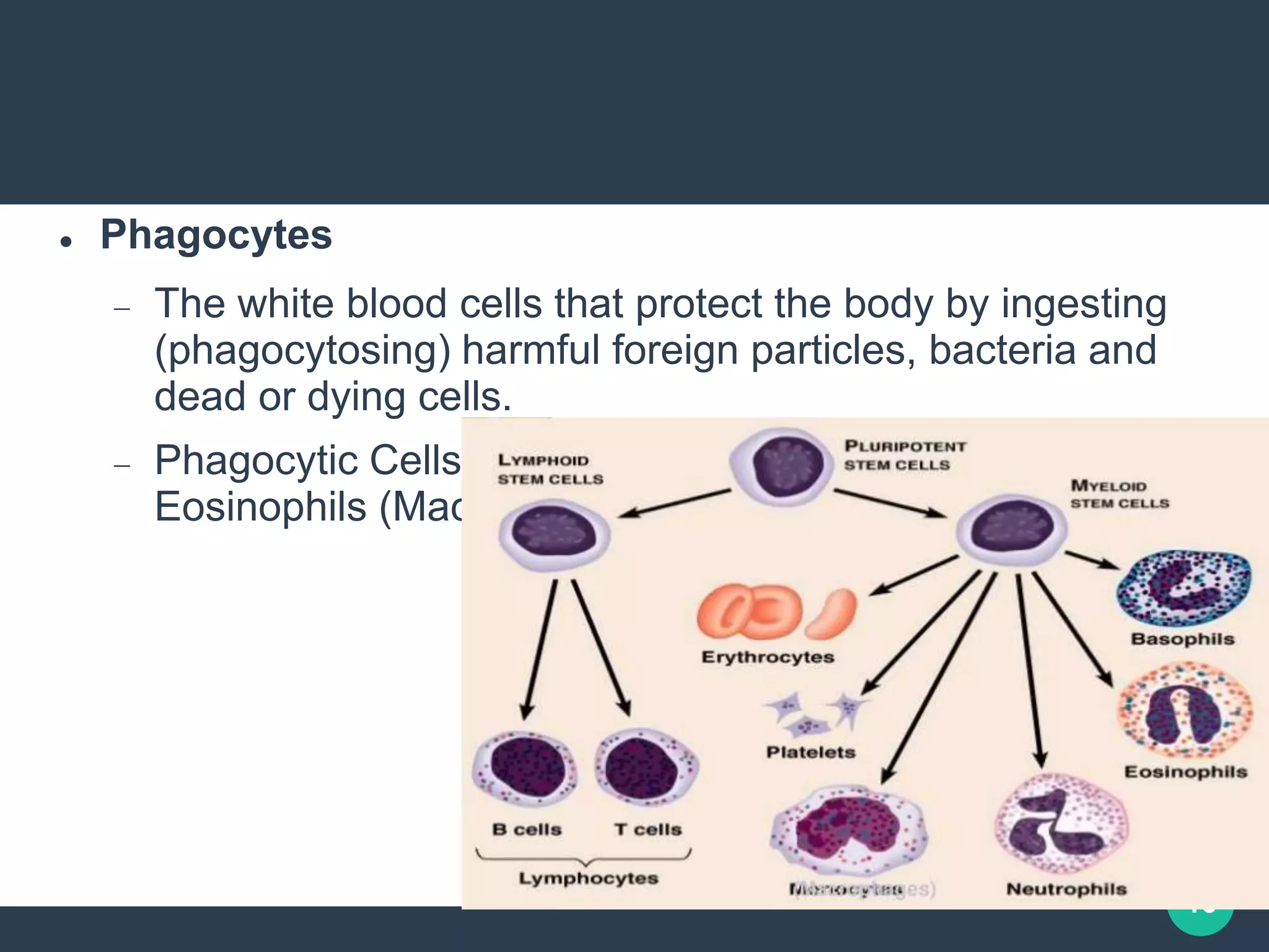Immunity - The basic concept | PPT | Vaccines | Medical Health