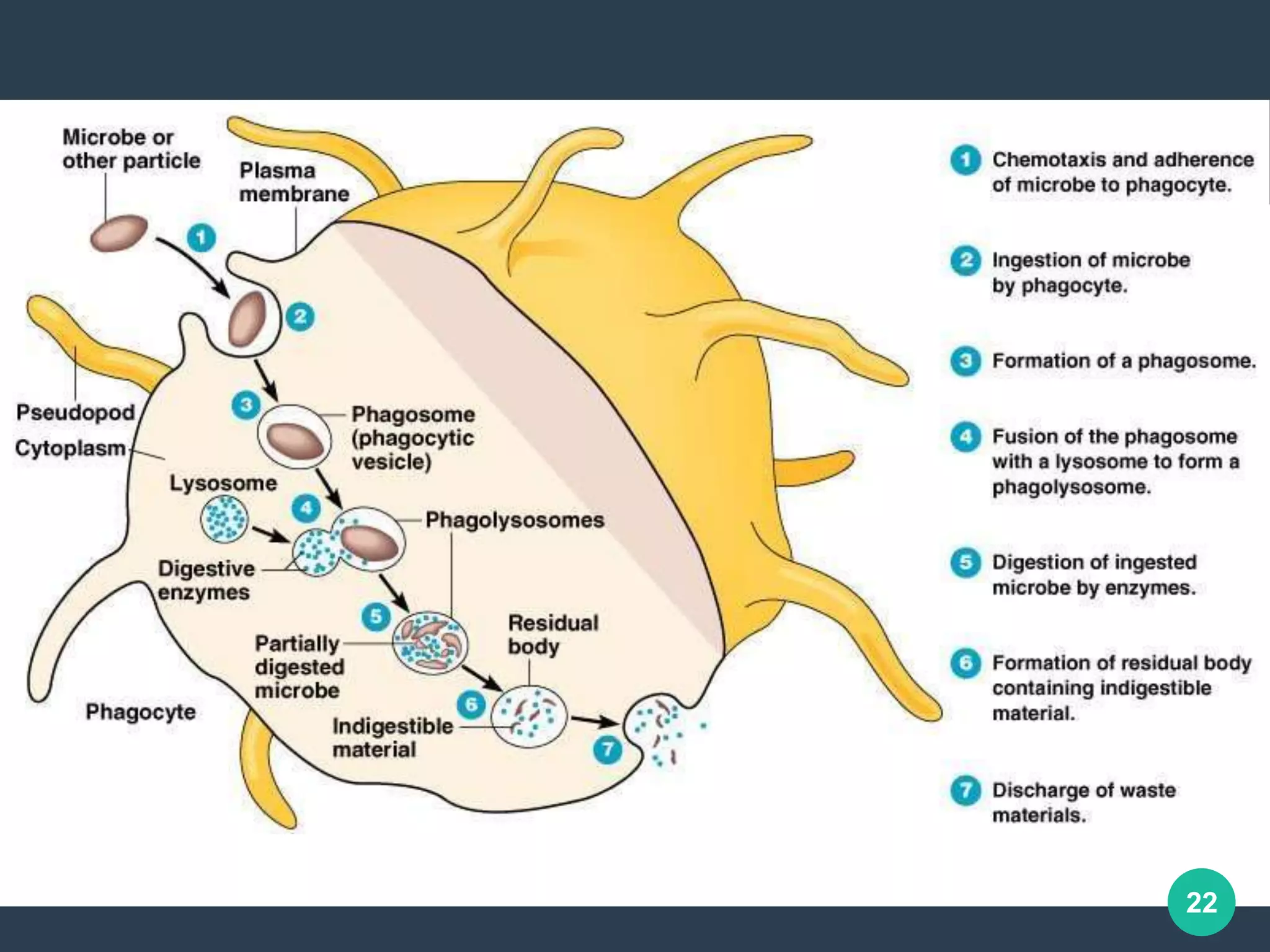 Immunity - The basic concept | PPT