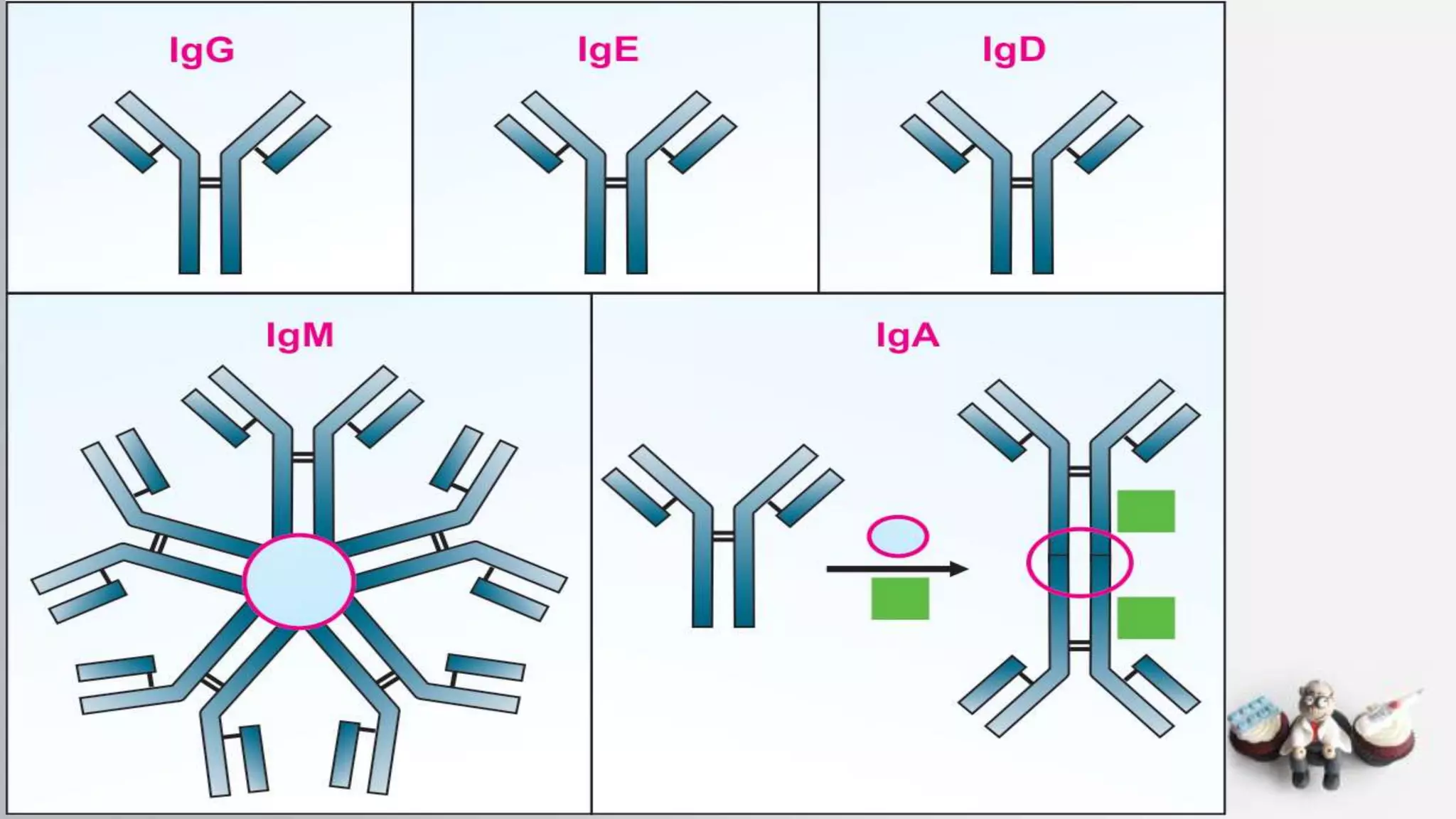 Immunochemistry | PPTX